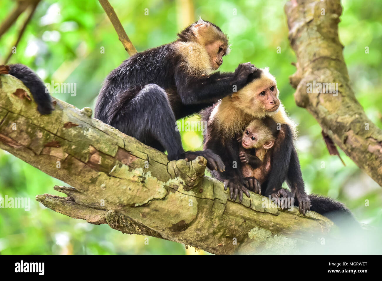 Capuchin Monkey on branch of tree - animals in wilderness Stock Photo ...