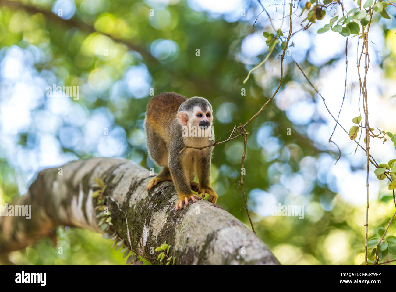 Squirrel Monkey on branch of tree - animals in wilderness Stock Photo ...