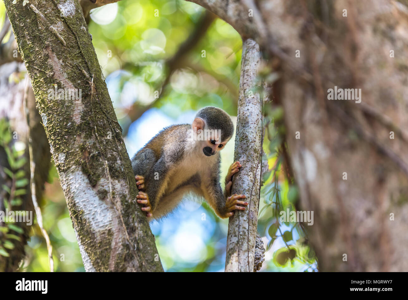 Squirrel Monkey on branch of tree - animals in wilderness Stock Photo ...