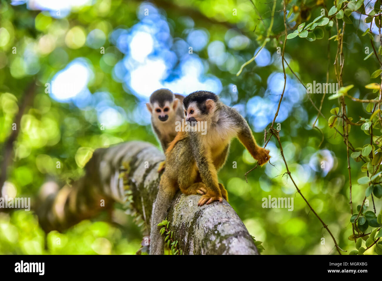 Squirrel Monkey on branch of tree - animals in wilderness Stock Photo ...
