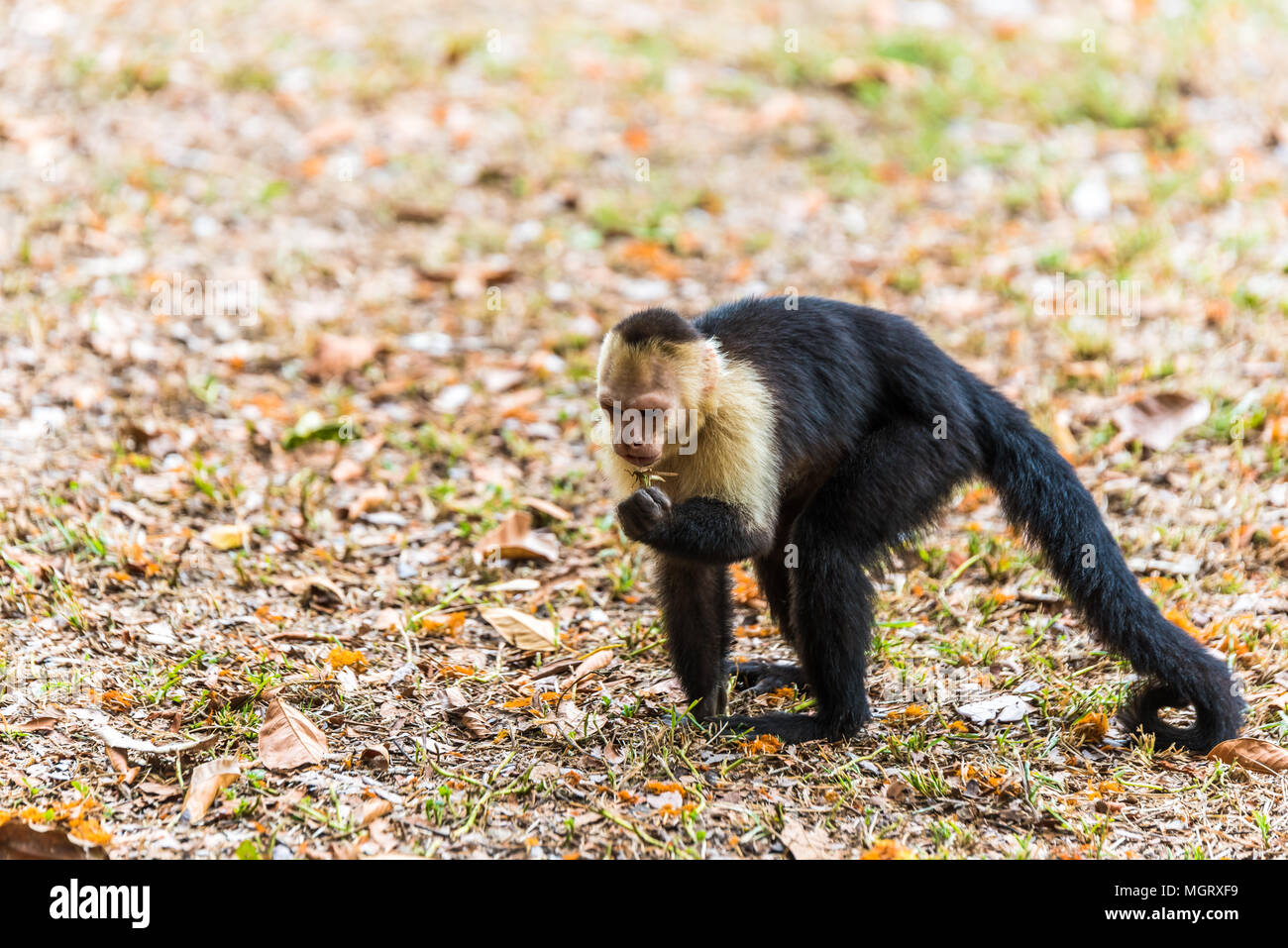 Capuchin Monkey on branch of tree - animals in wilderness Stock Photo ...