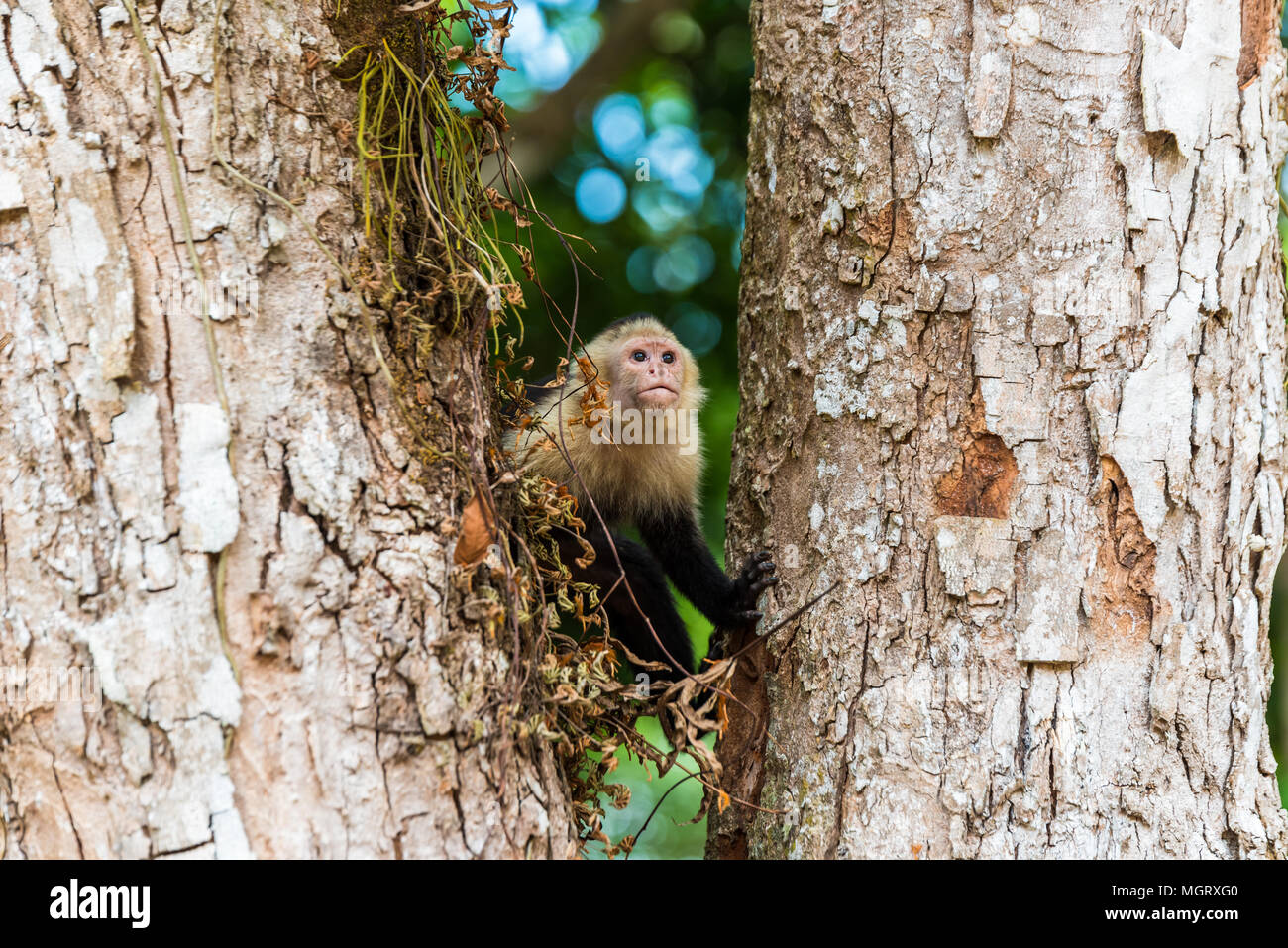 Capuchin Monkey on branch of tree - animals in wilderness Stock Photo ...