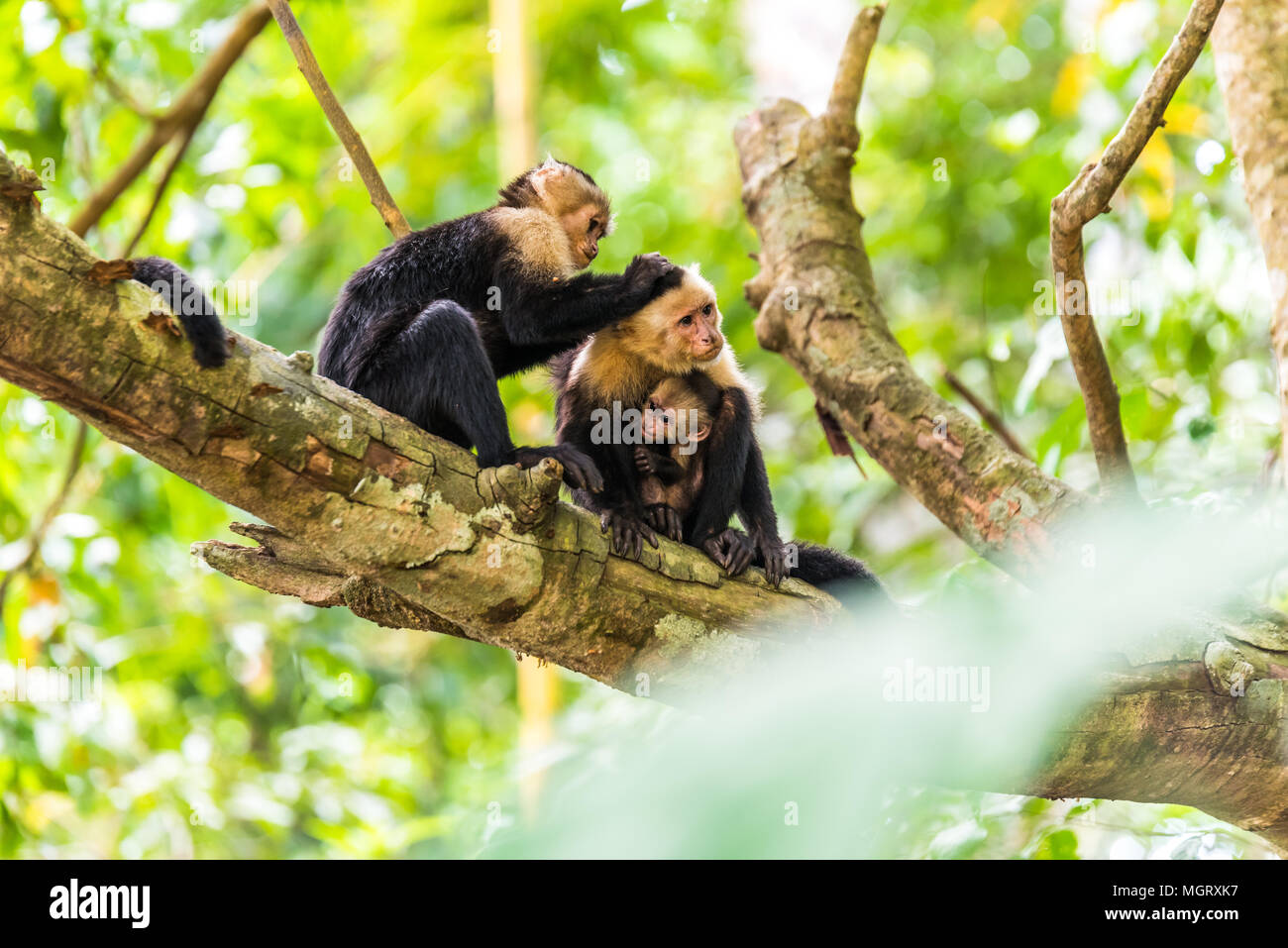 Capuchin Monkey on branch of tree - animals in wilderness Stock Photo ...