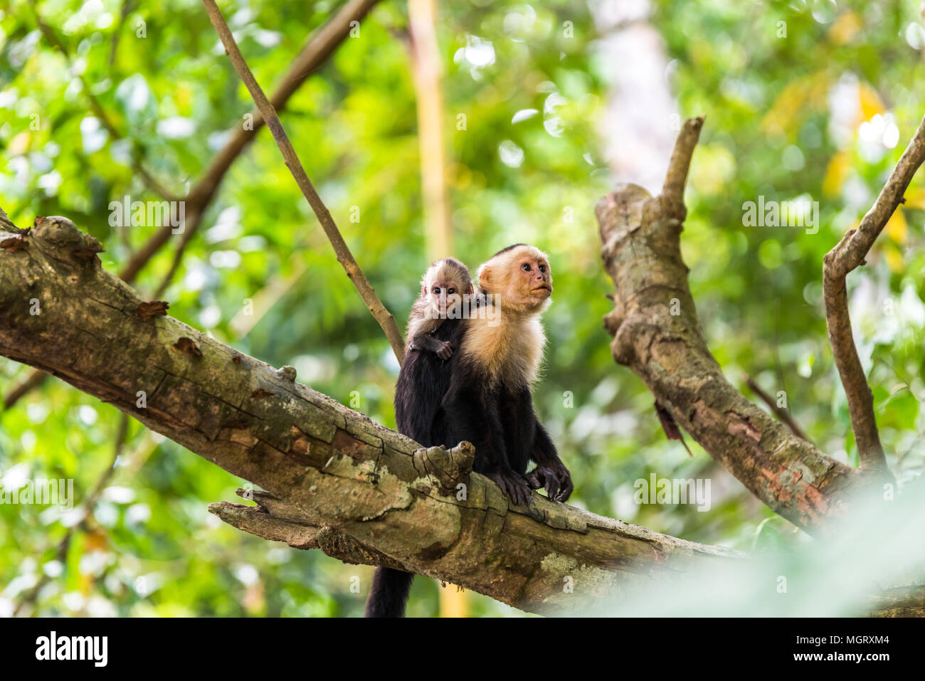 Capuchin Monkey on branch of tree - animals in wilderness Stock Photo ...
