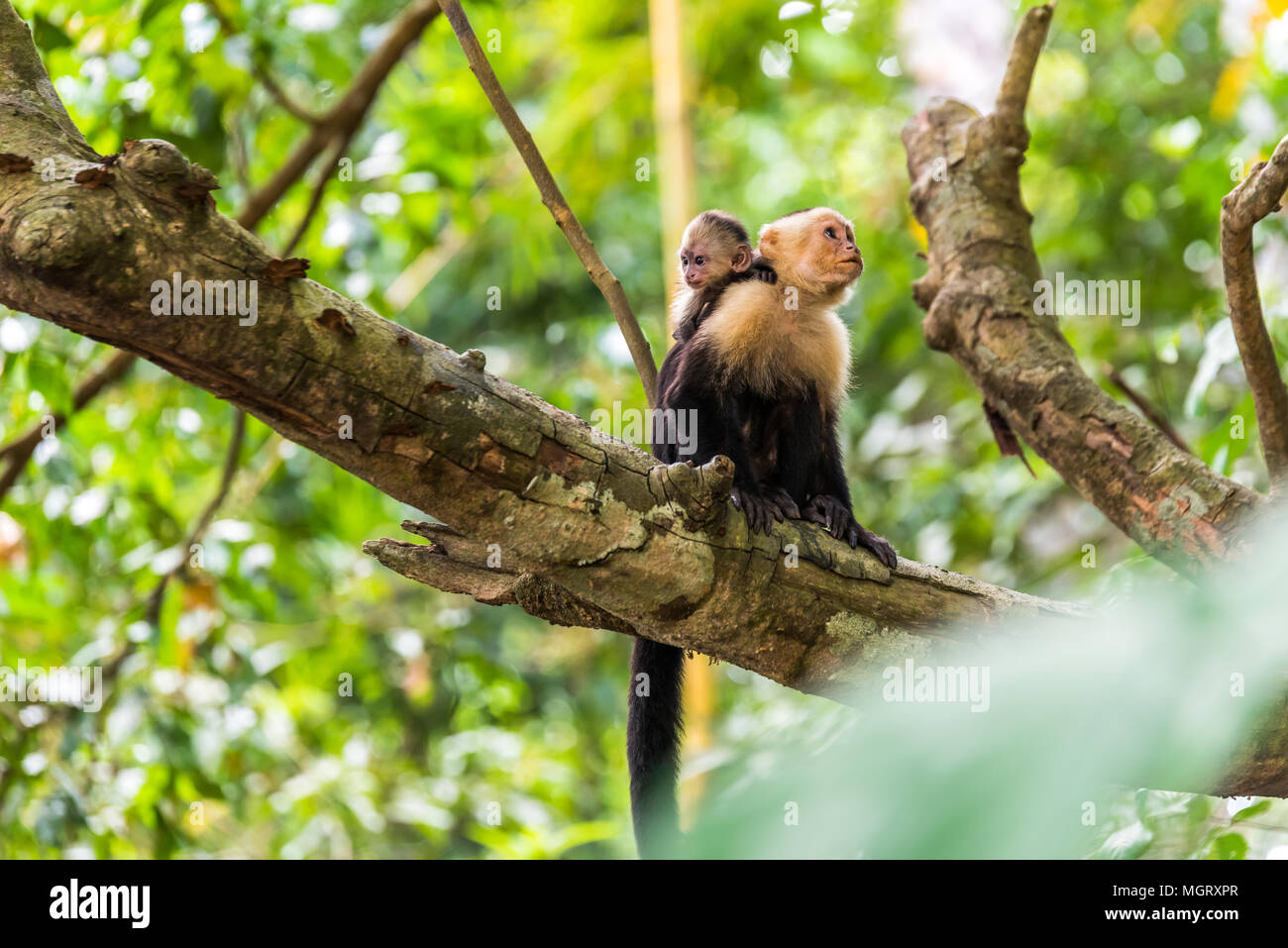 Capuchin Monkey on branch of tree - animals in wilderness Stock Photo ...