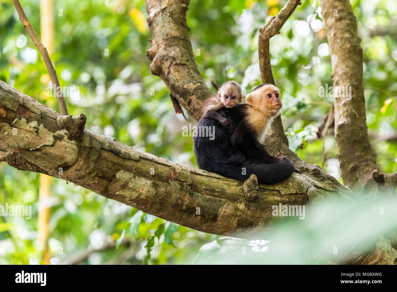 Capuchin Monkey on branch of tree - animals in wilderness Stock Photo ...