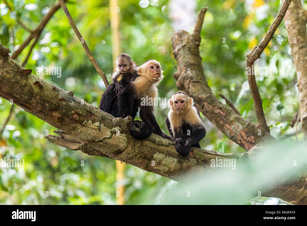 Capuchin Monkey on branch of tree - animals in wilderness Stock Photo ...