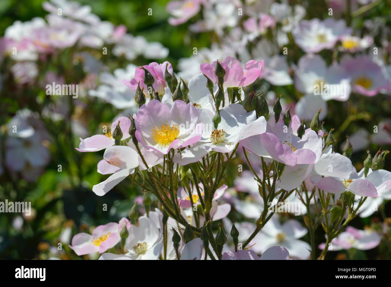 Rose Lyda High Resolution Stock Photography and Images - Alamy