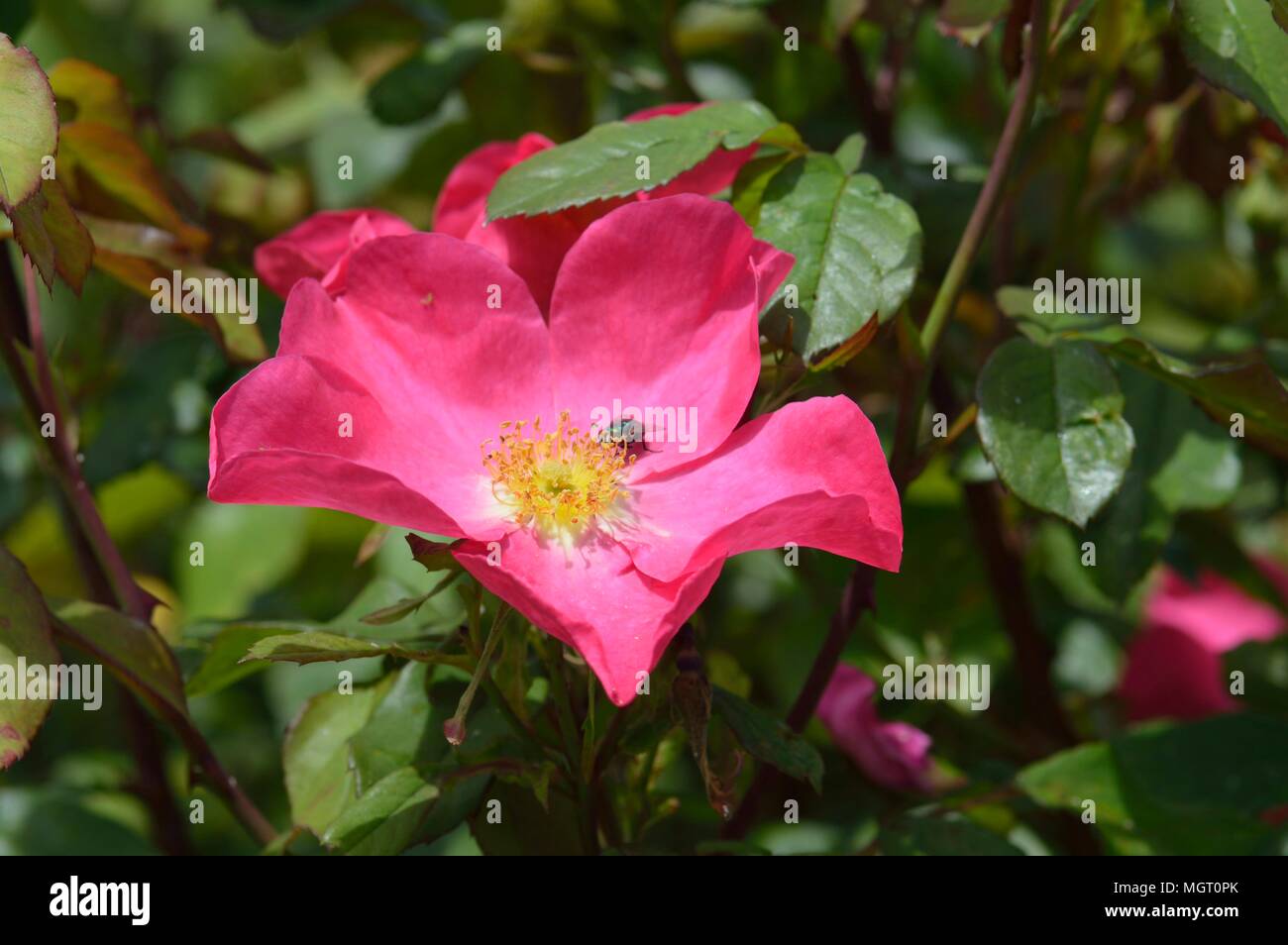 Picardy rose hi-res stock photography and images - Alamy