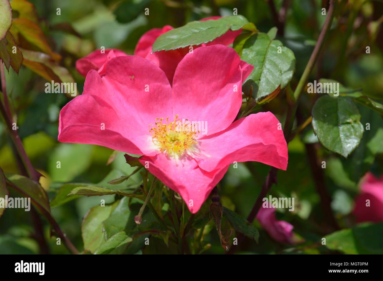 Rose of picardy hi-res stock photography and images - Alamy
