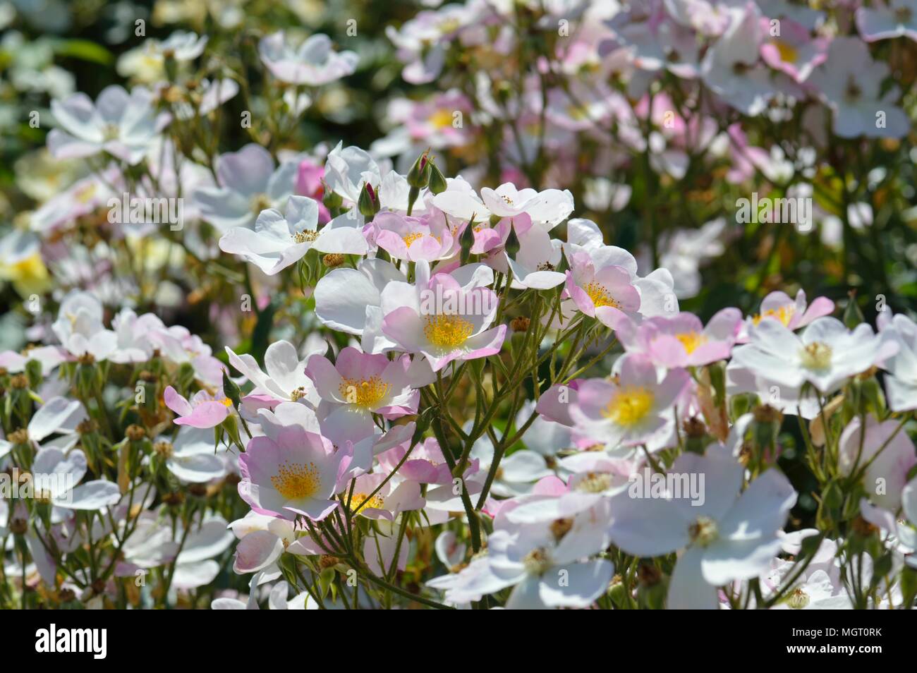 Rosa lyda hi-res stock photography and images - Alamy