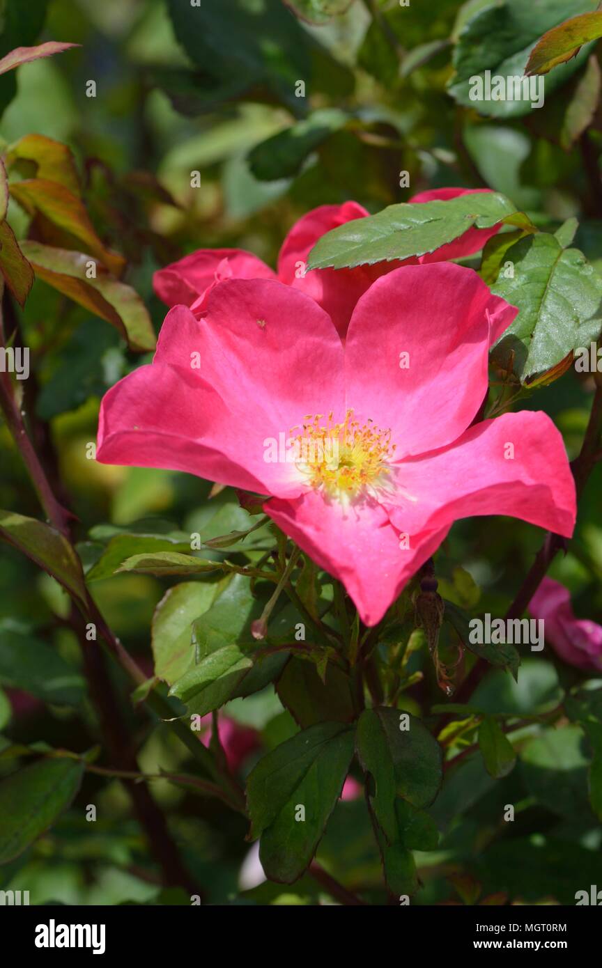 Rose of Picardy Stock Photo - Alamy