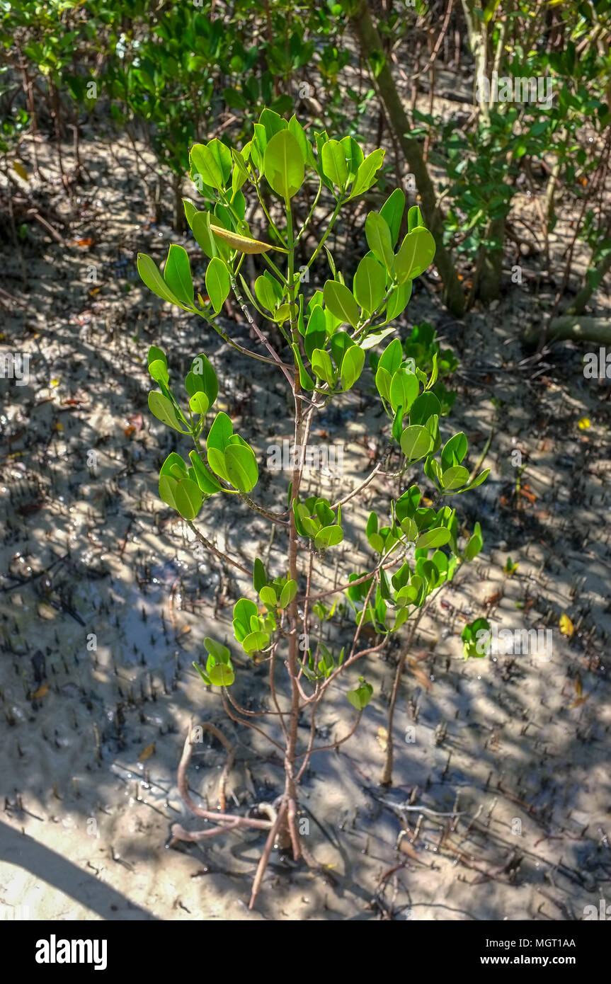 Tidal forest hi-res stock photography and images - Alamy
