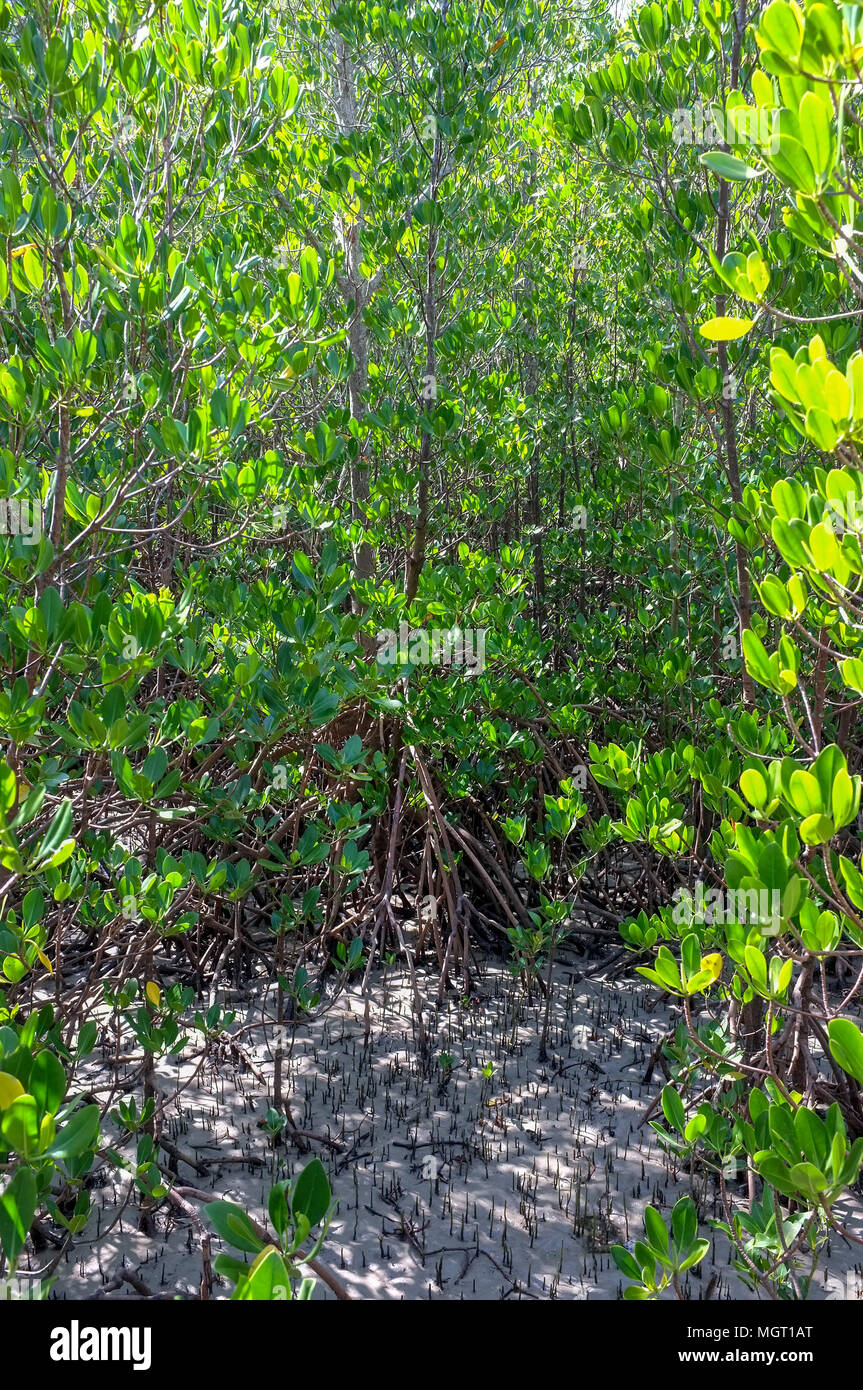 Tidal forest hi-res stock photography and images - Alamy