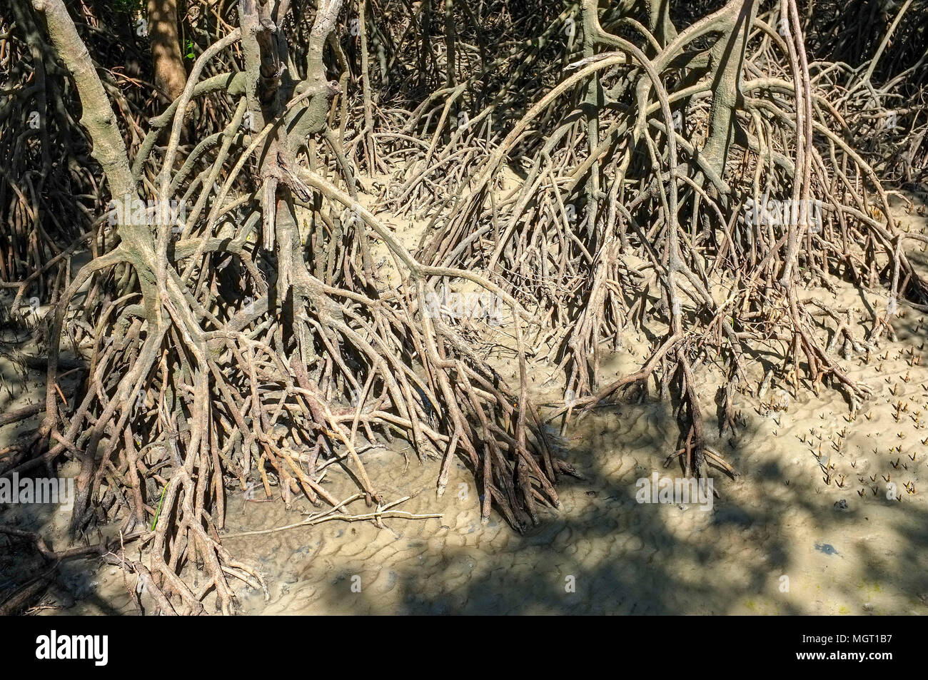 Mangrove roots at low tides hi-res stock photography and images - Alamy