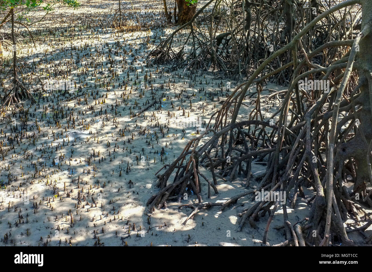 Mangrove environment hi-res stock photography and images - Alamy