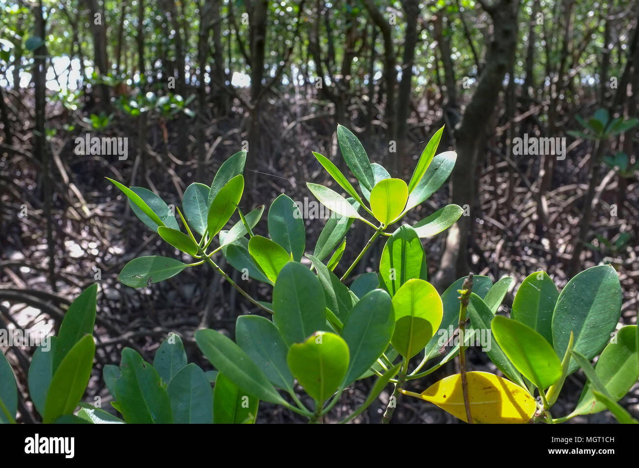 Mangrove forest at low tide at East Point Reserve in Darwin, Northern ...
