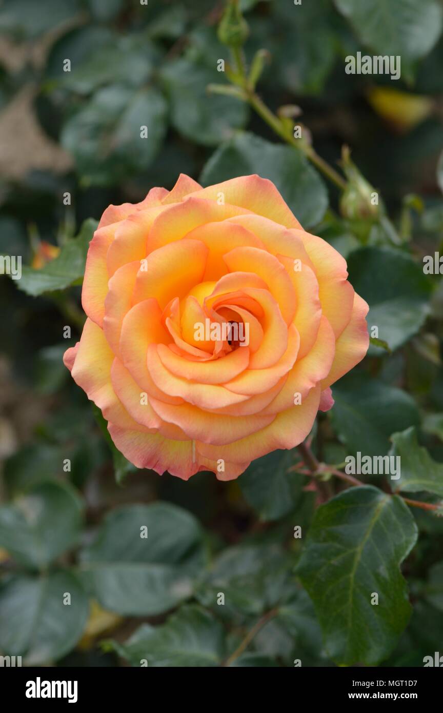 Classic african sunset hi-res stock photography and images - Alamy