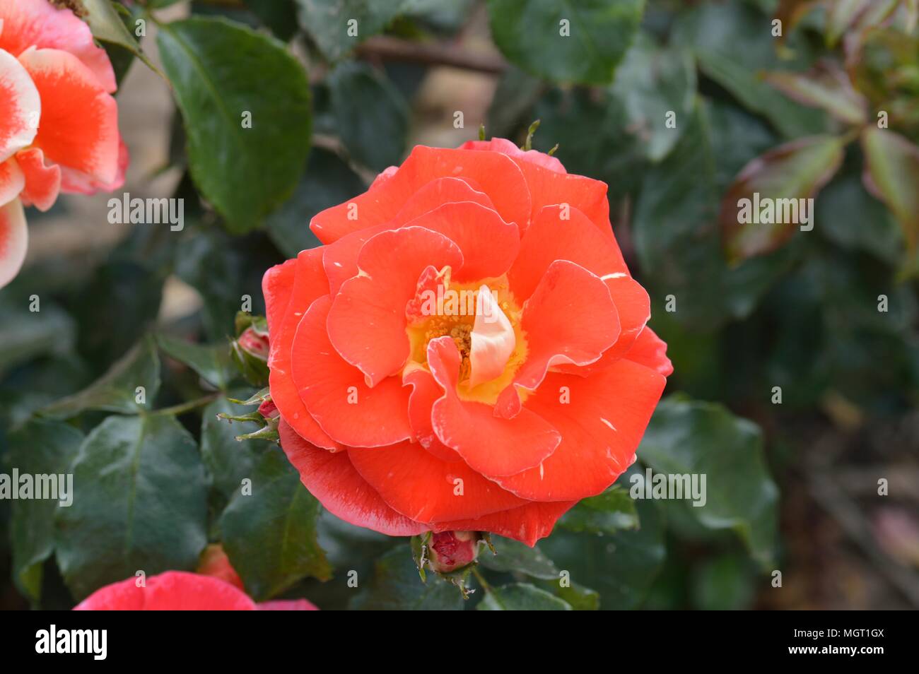Rose airbrush hi-res stock photography and images - Alamy