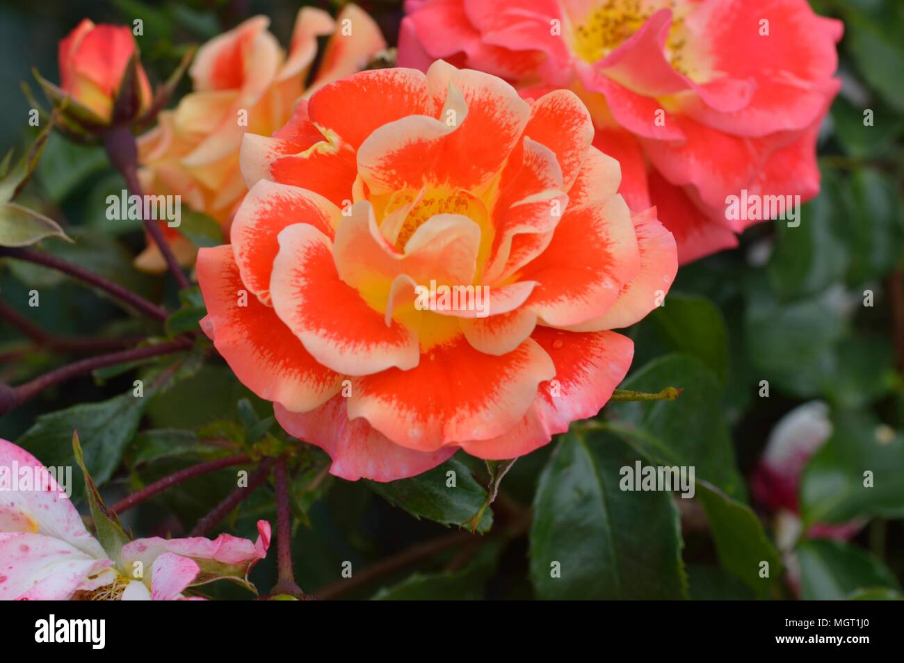 Rose airbrush hi-res stock photography and images - Alamy