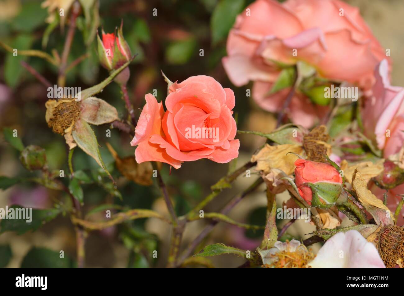 Rose ali baba hi-res stock photography and images - Alamy