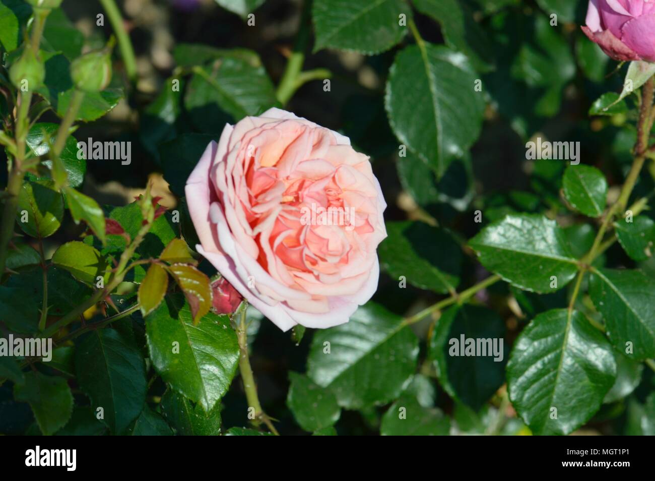 Aloha rose hi-res stock photography and images - Alamy