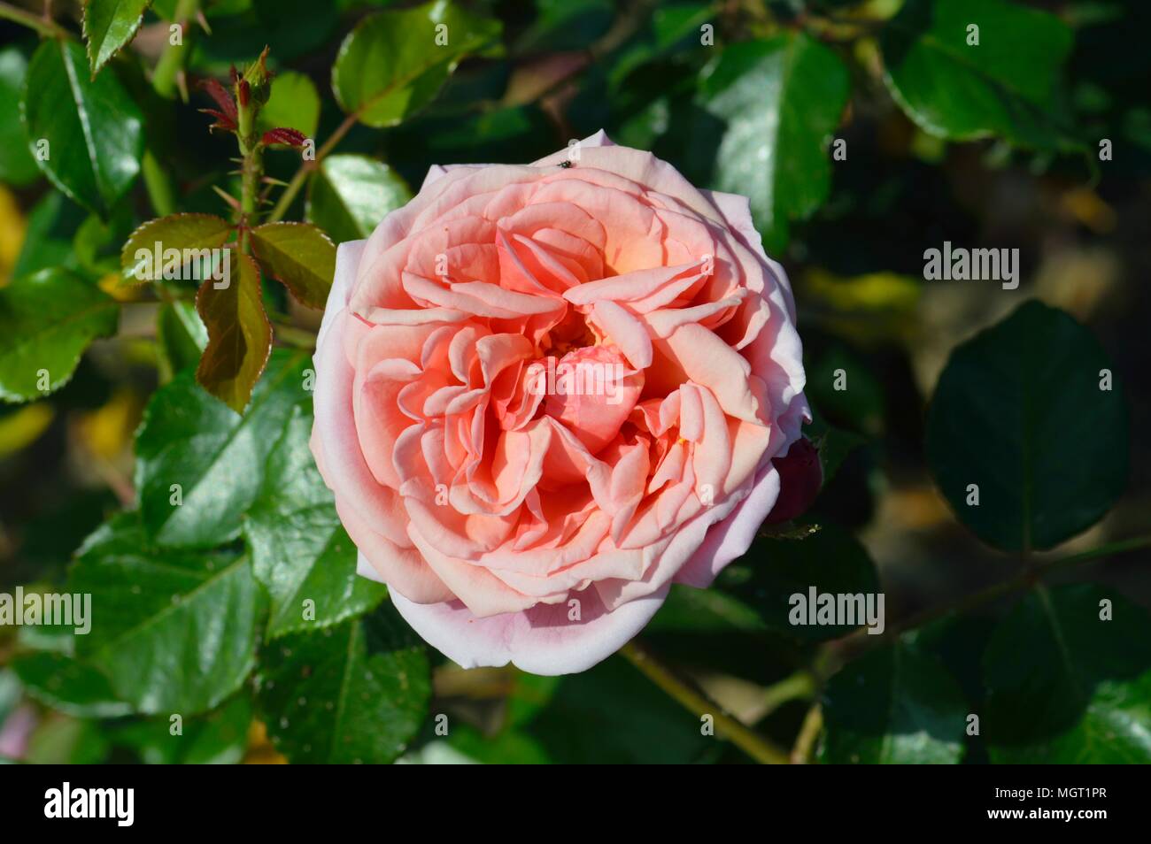 Aloha rose hi-res stock photography and images - Alamy