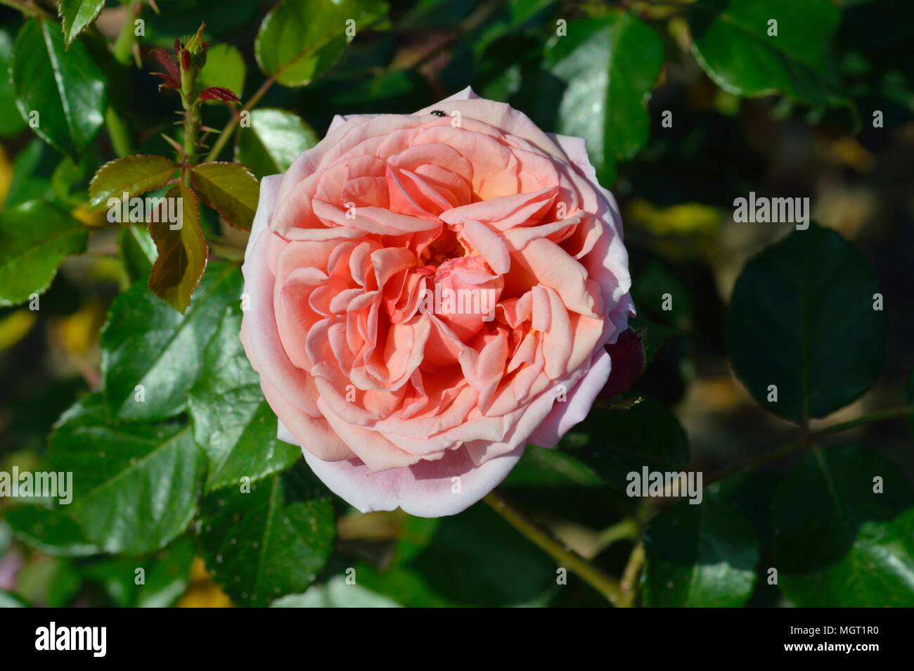 Aloha rose hi-res stock photography and images - Alamy