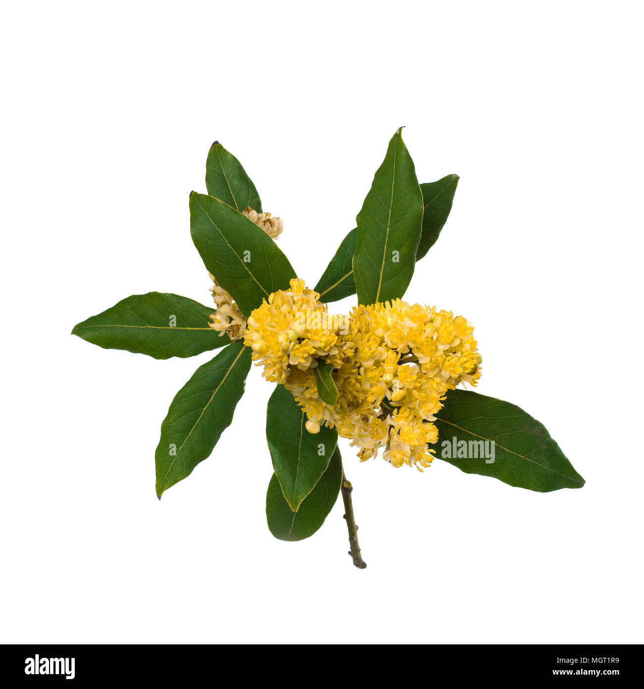 Bay Laurel Tree Stock Photos & Bay Laurel Tree Stock Images - Alamy