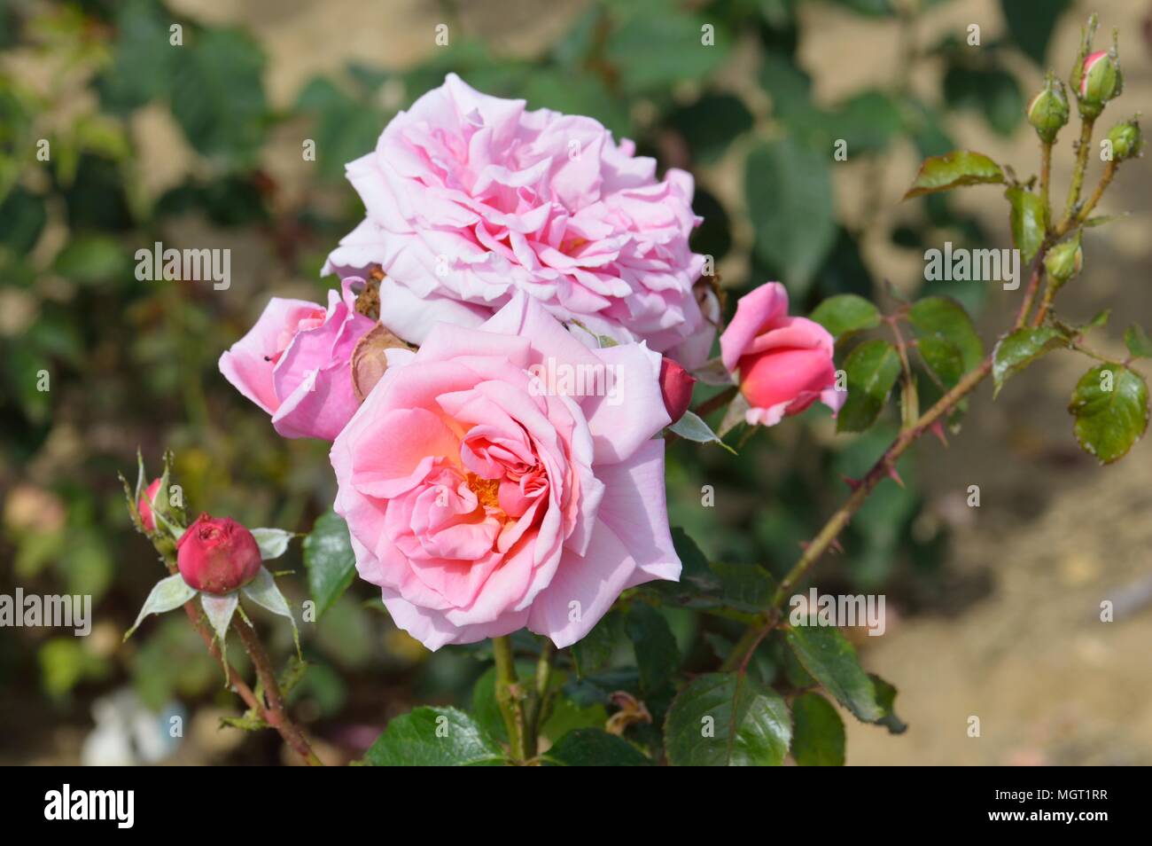 Aloha rose hi-res stock photography and images - Alamy