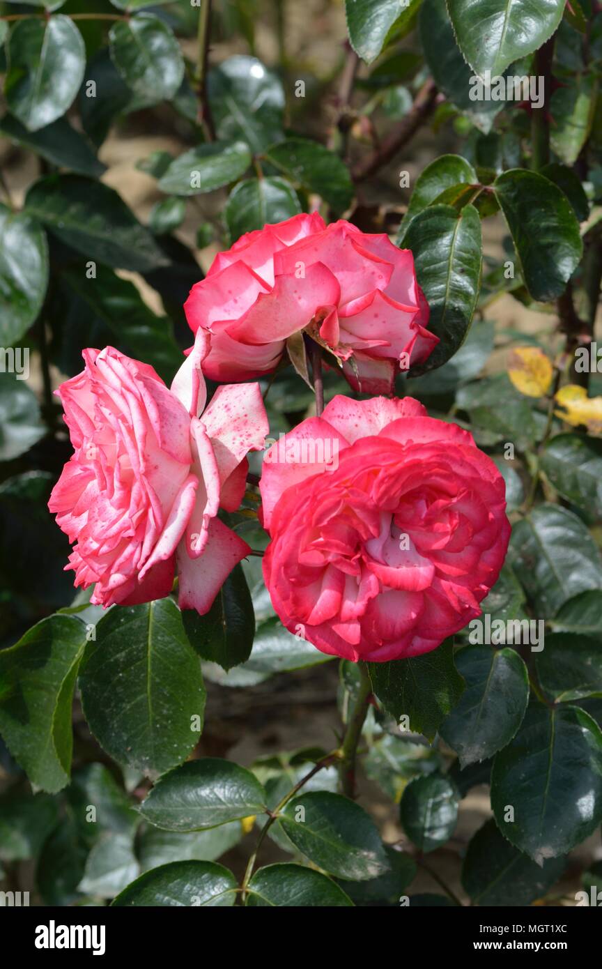 Rose rosa antique hi-res stock photography and images - Alamy