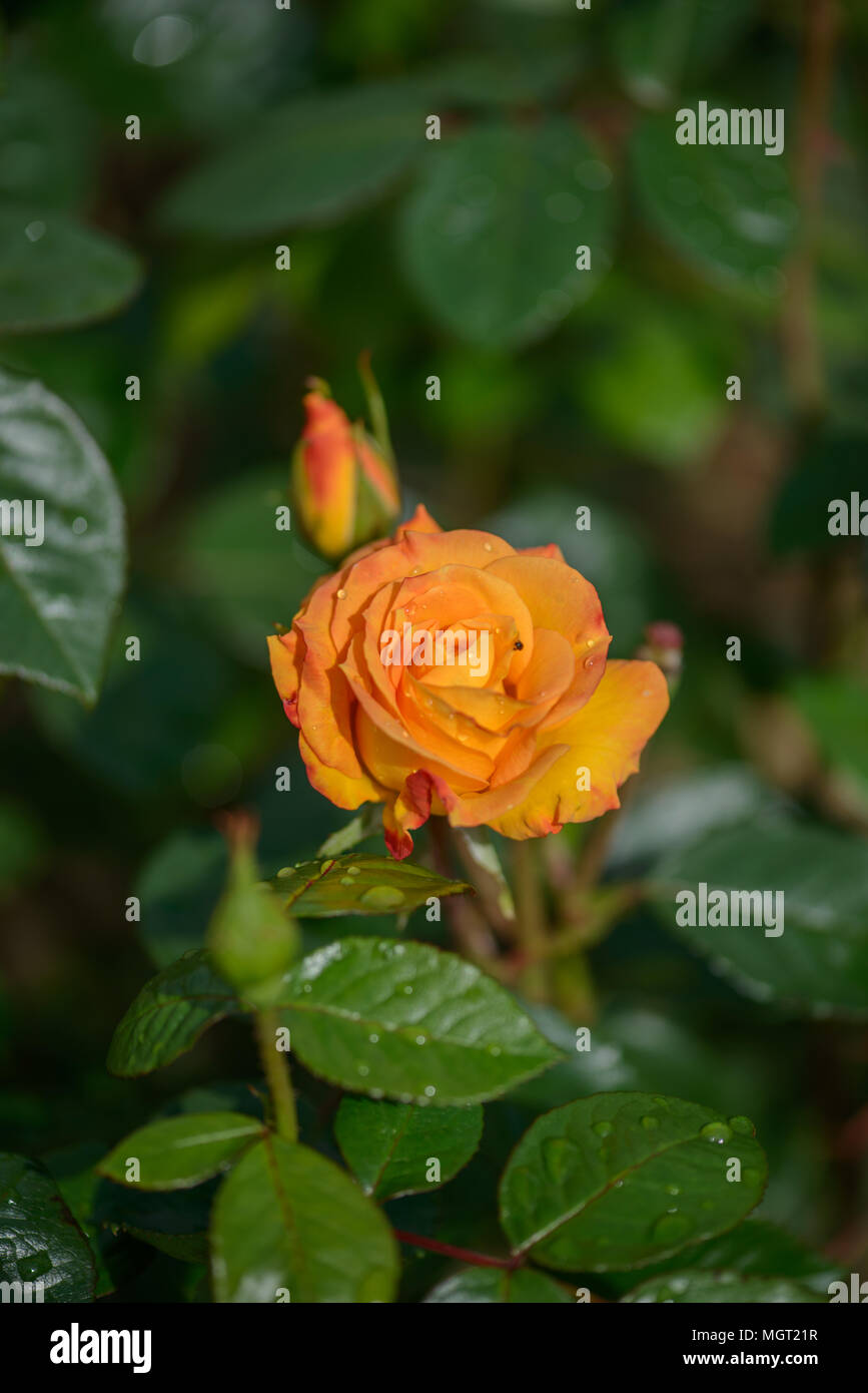 Rose Arthur Bell Stock Photo - Alamy
