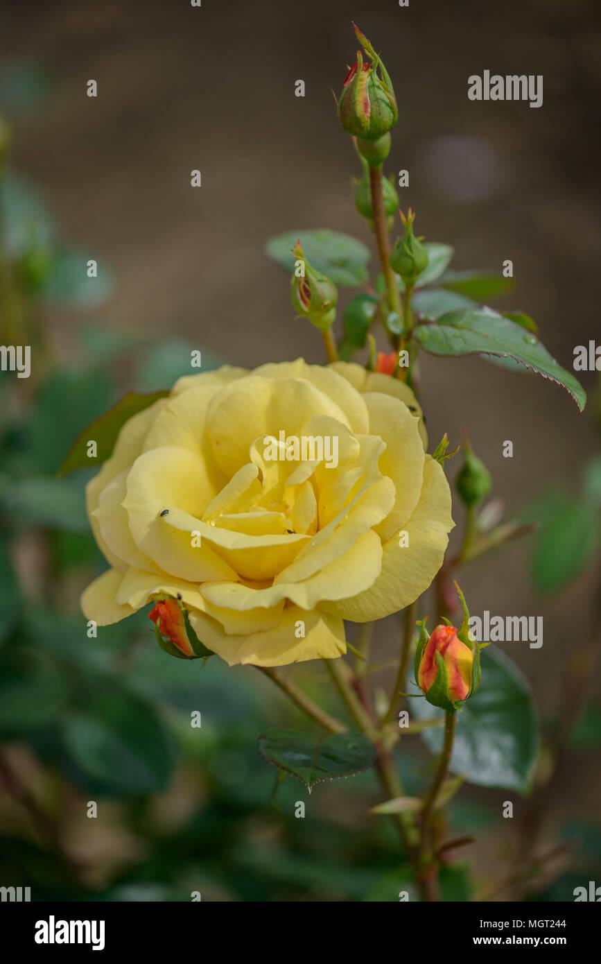 Arthur Rose Stock Photos & Arthur Rose Stock Images - Alamy