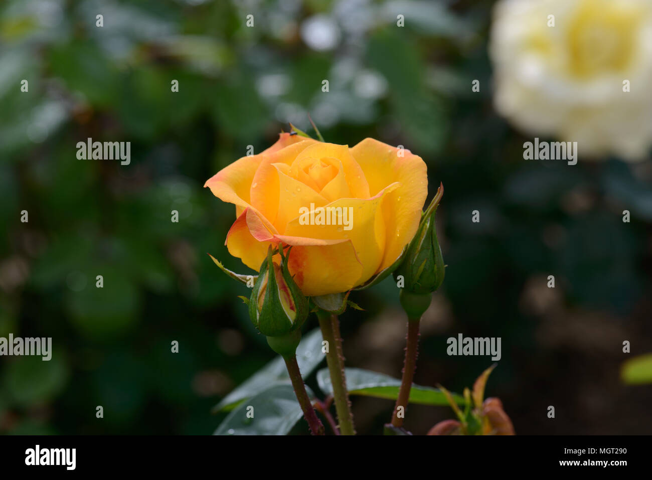 Rose Arthur Bell Stock Photo - Alamy