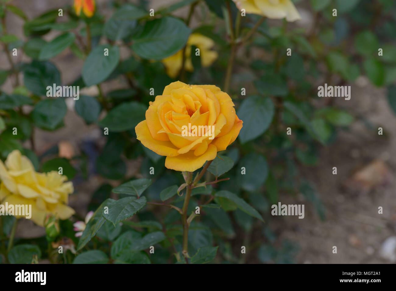 Rose Arthur Bell Stock Photo - Alamy