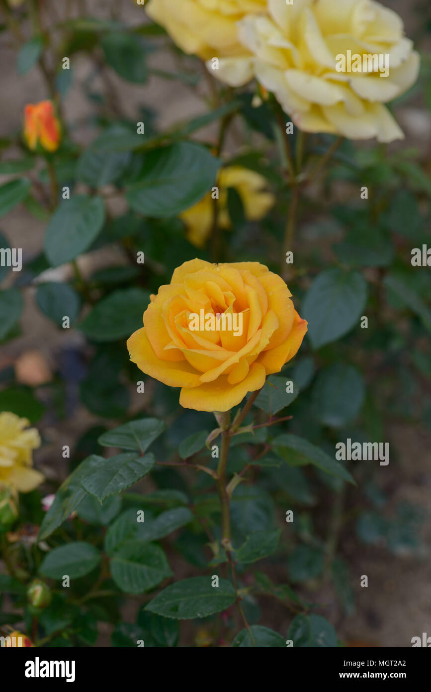 Rose Arthur Bell Stock Photo - Alamy