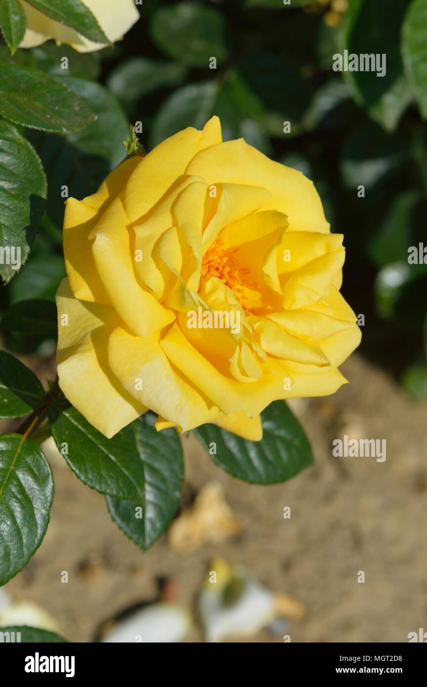 Rose Arthur Bell Stock Photo - Alamy