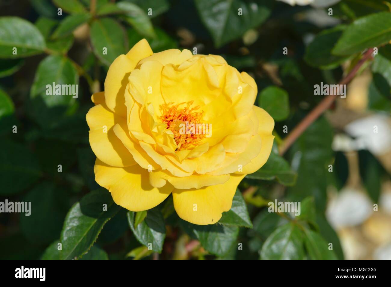 Rose Arthur Bell Stock Photo - Alamy