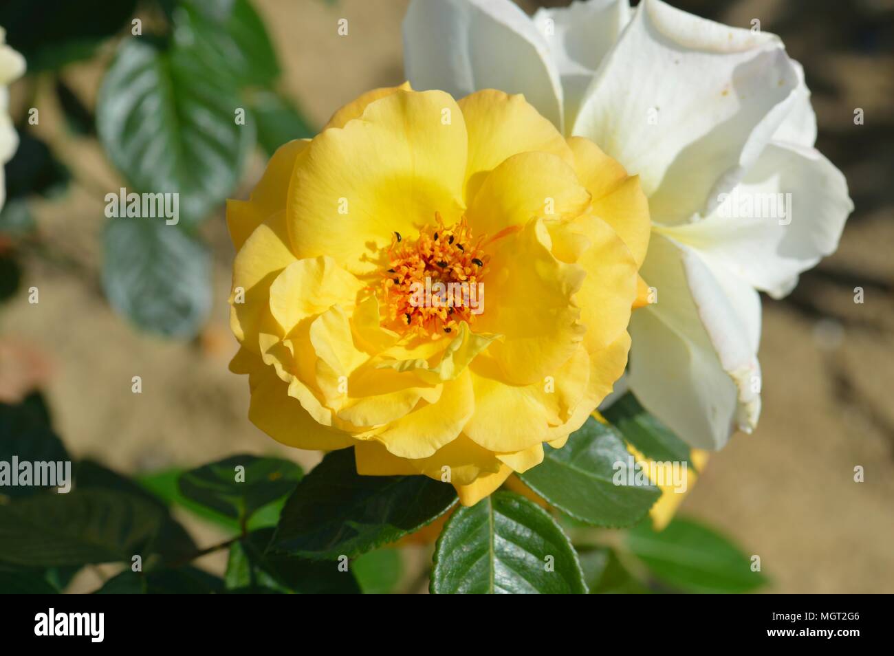 Rose Arthur Bell Stock Photo - Alamy