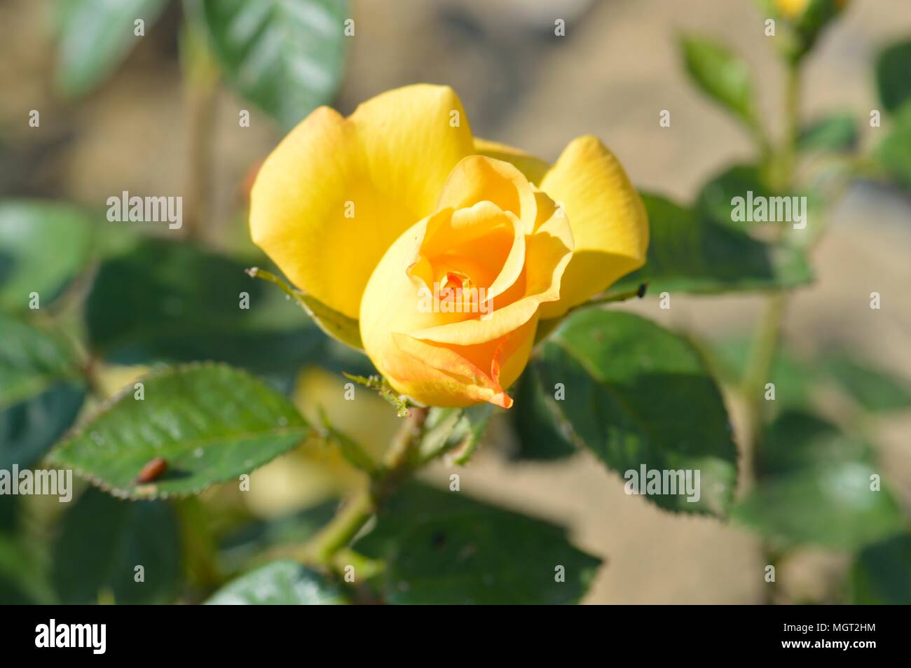 Rose Arthur Bell Stock Photo - Alamy