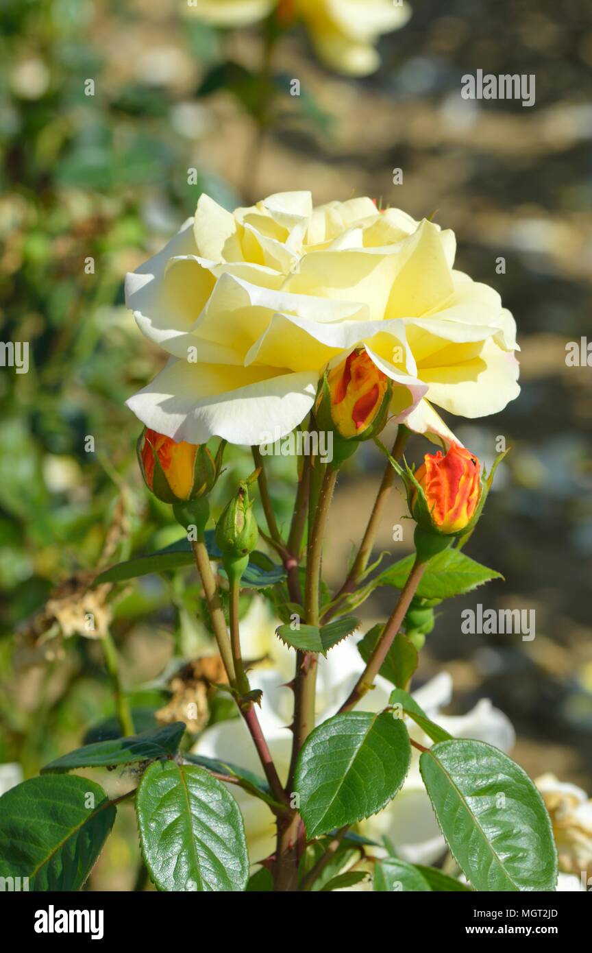 Rose Arthur Bell Stock Photo - Alamy