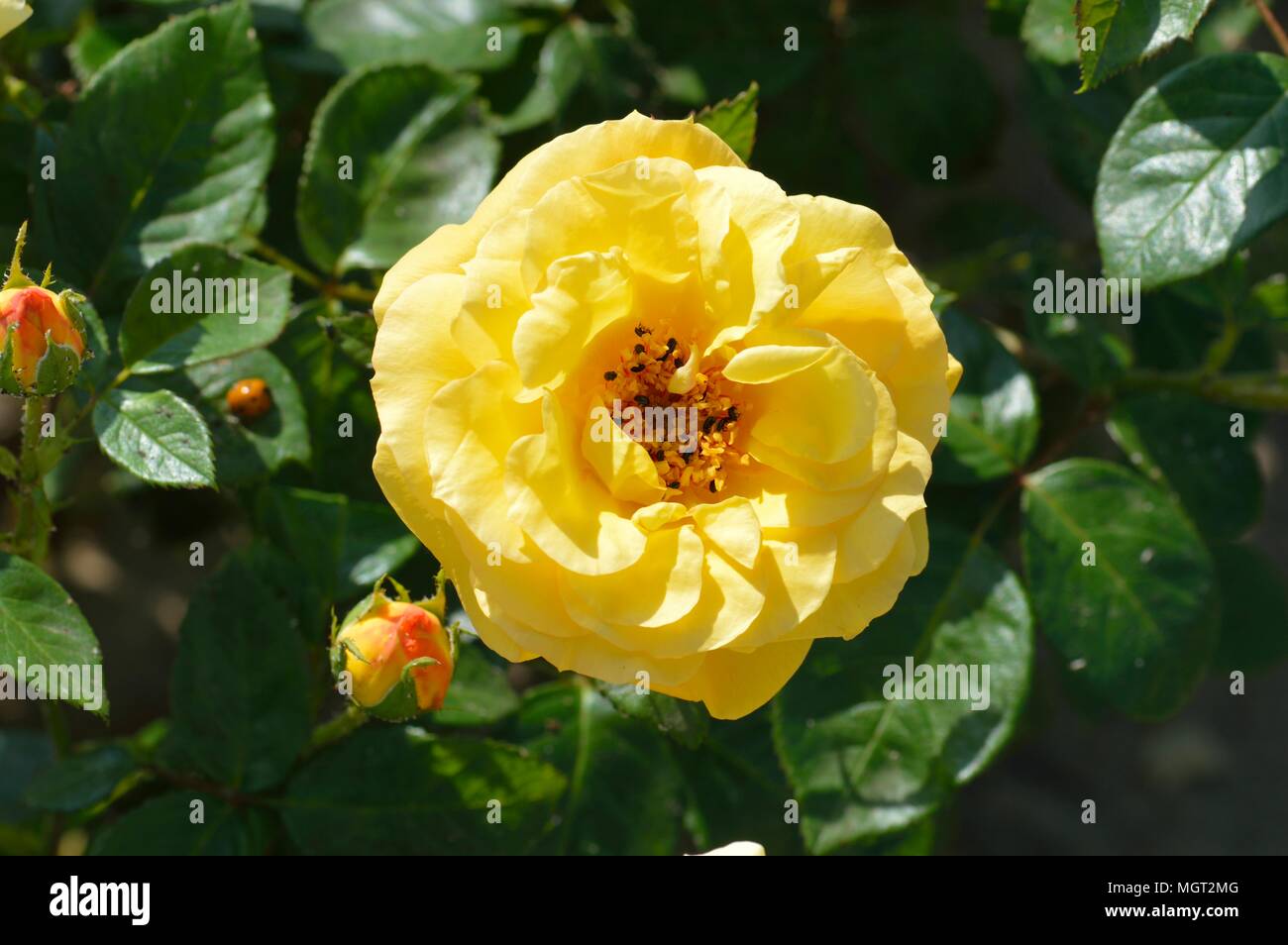 Rose Arthur Bell Stock Photo - Alamy