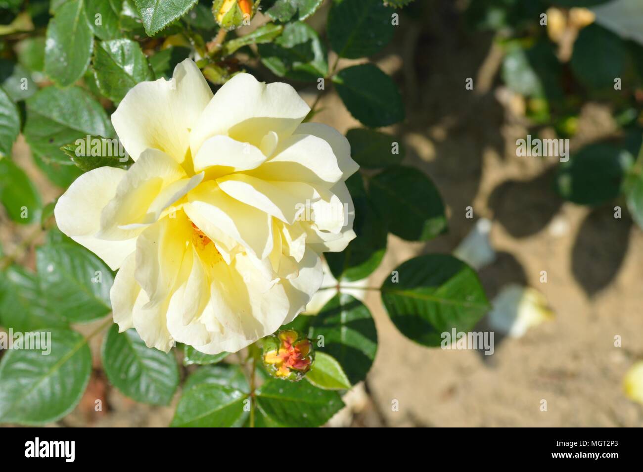 Rose Arthur Bell Stock Photo - Alamy
