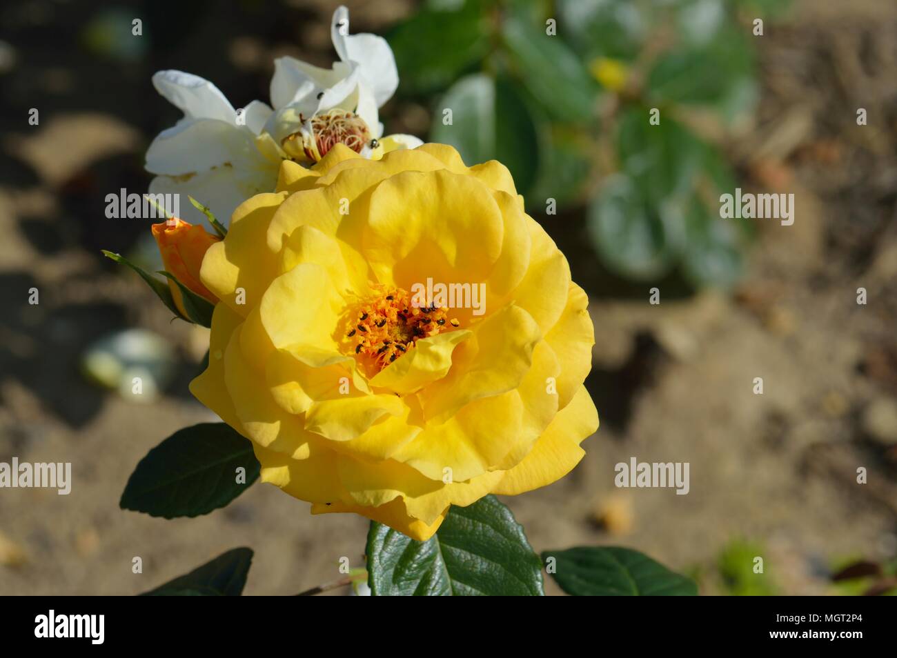 Rose Arthur Bell Stock Photo - Alamy