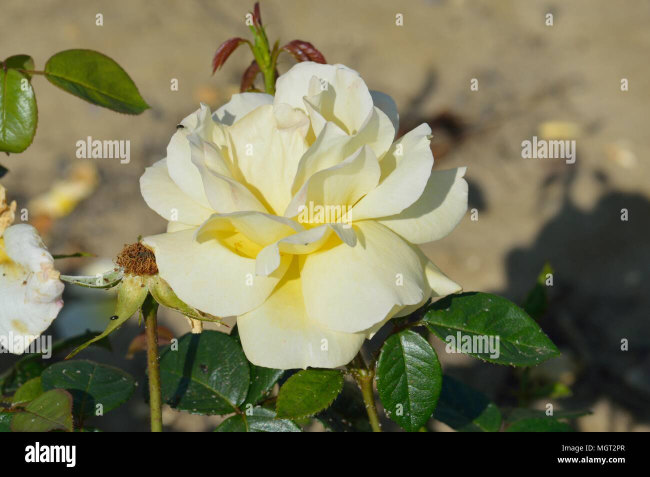 Rose Arthur Bell Stock Photo - Alamy