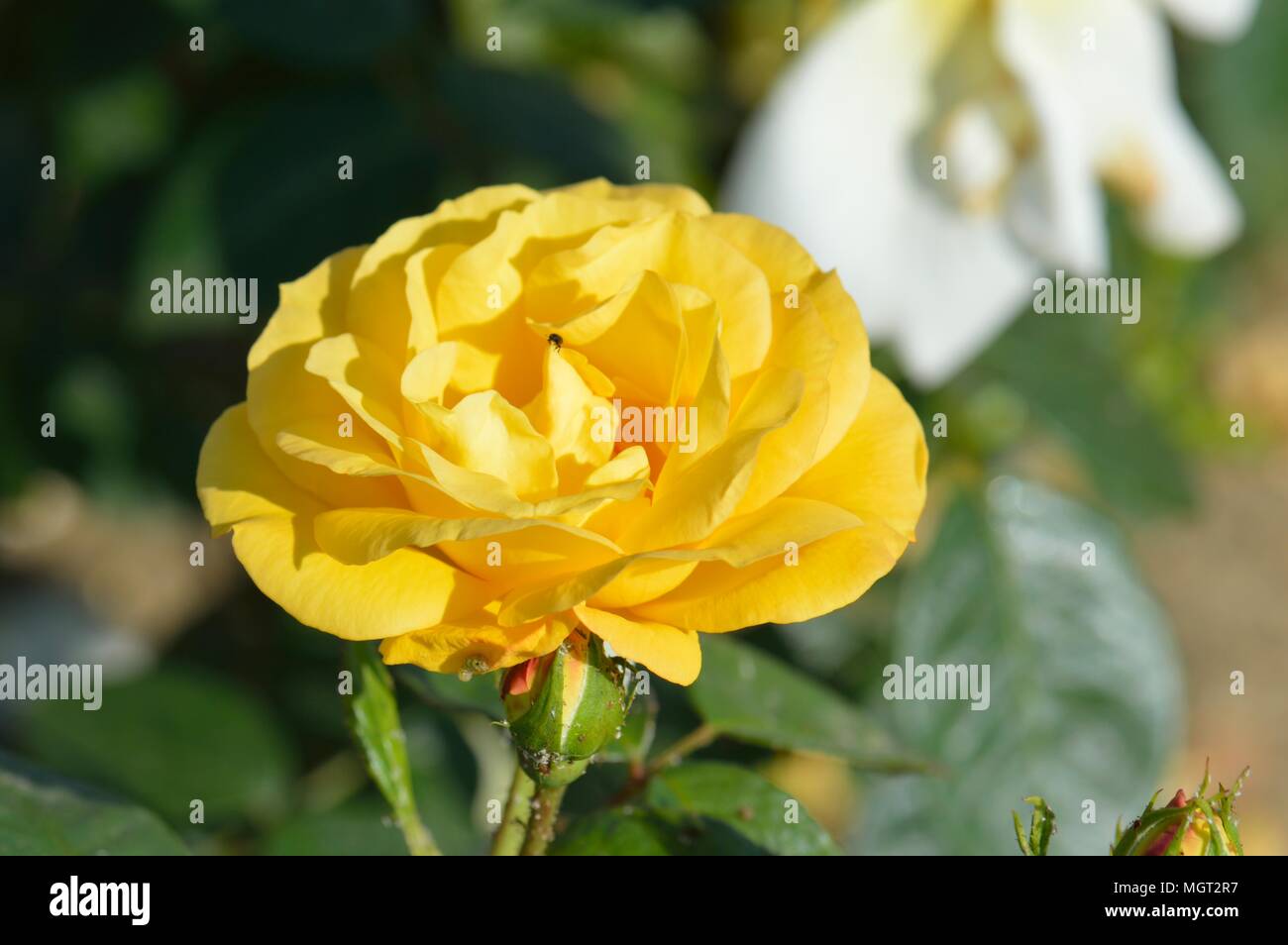 Rose Arthur Bell Stock Photo - Alamy