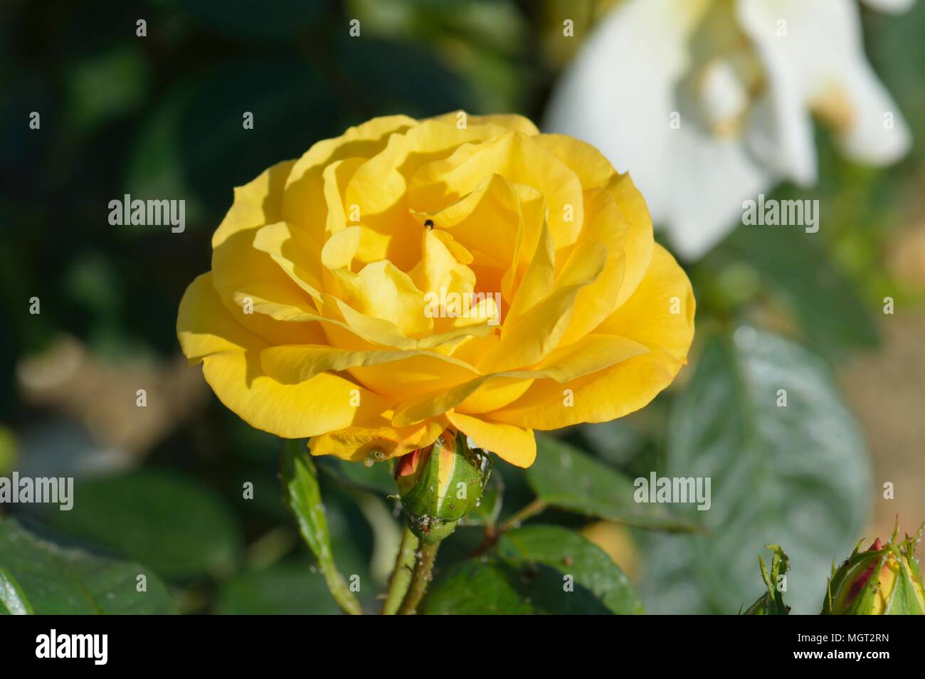 Rose Arthur Bell Stock Photo - Alamy