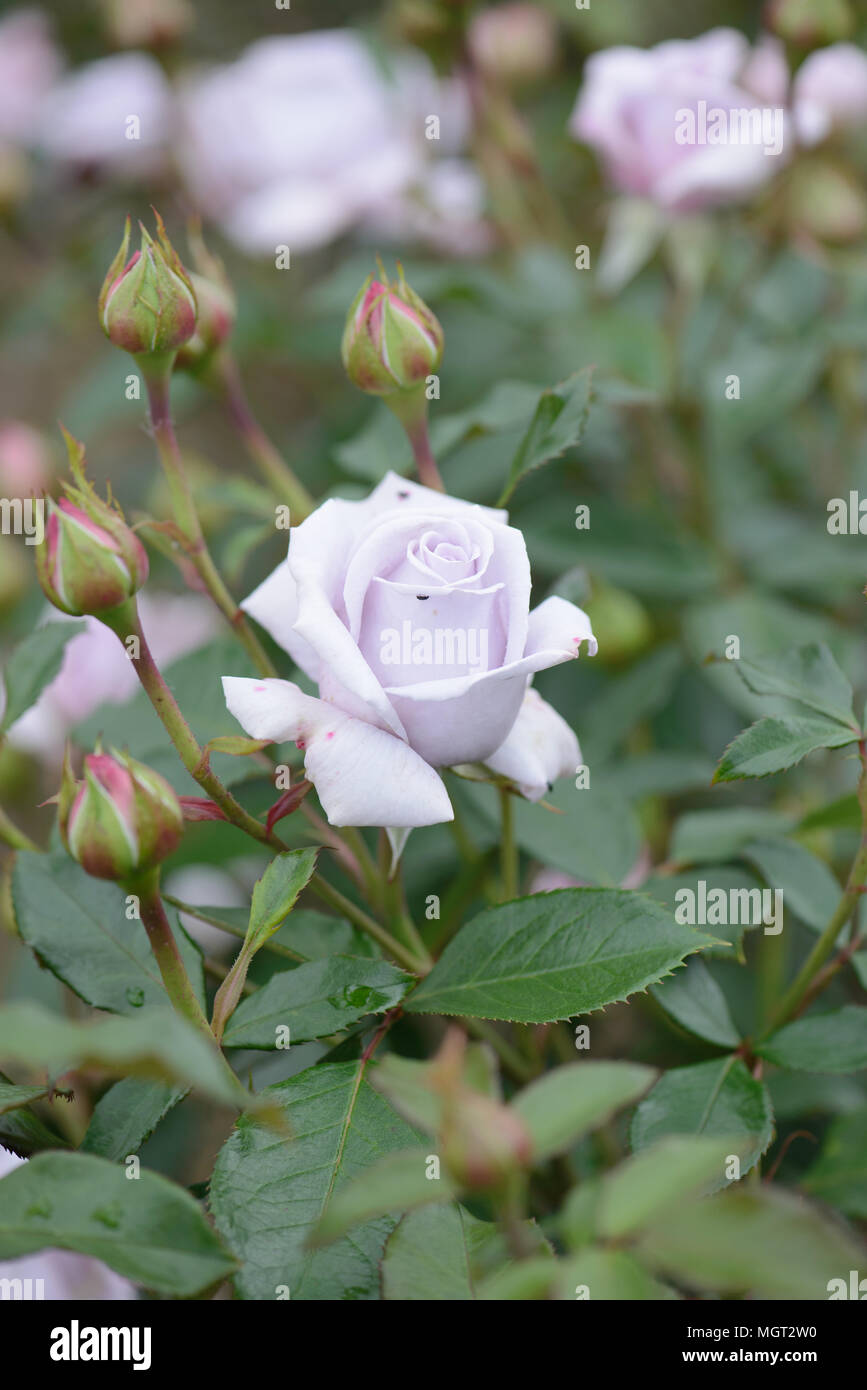 Rose Athy Somo Stock Photo - Alamy