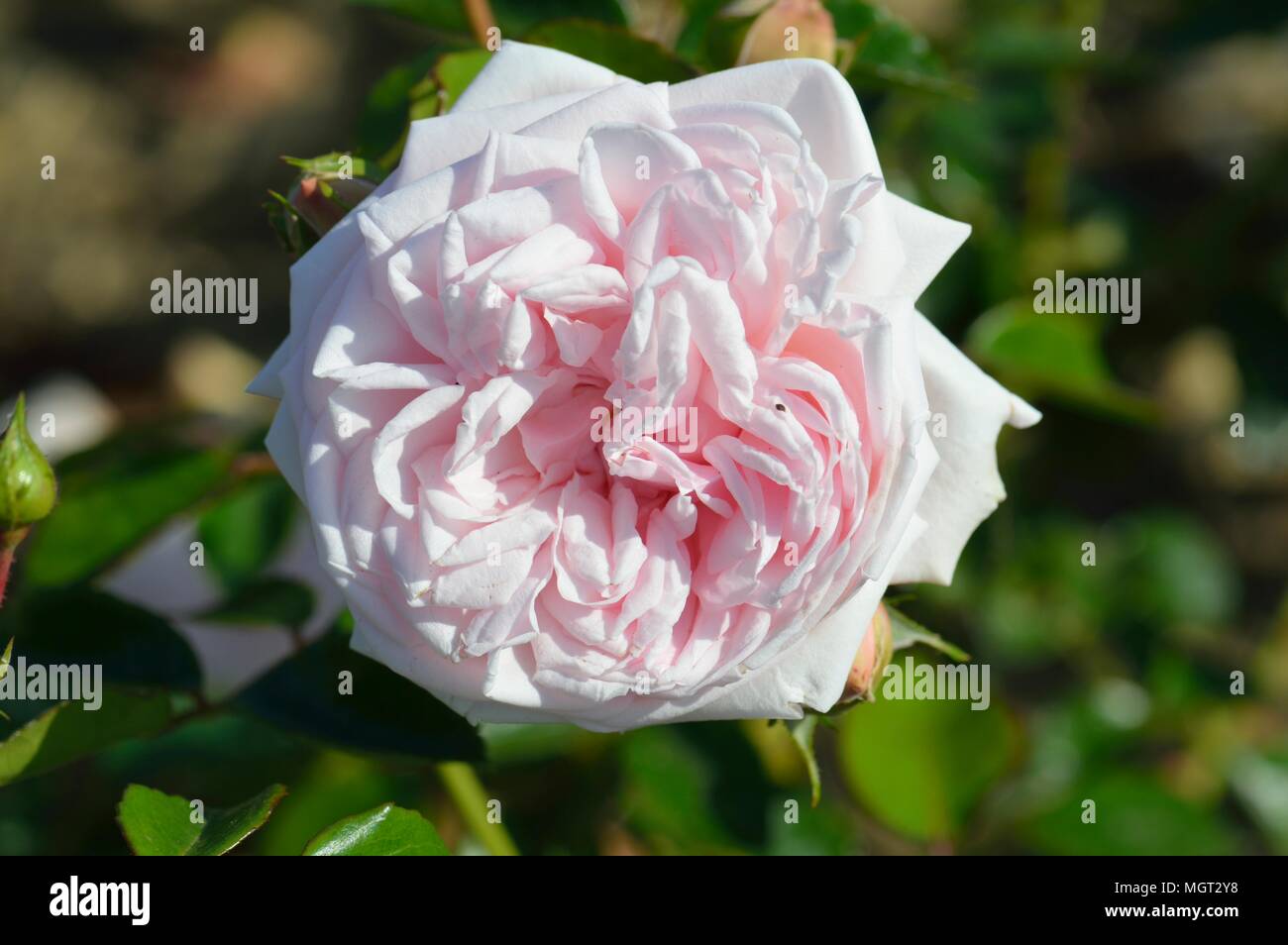 Rosa awakening hi-res stock photography and images - Alamy