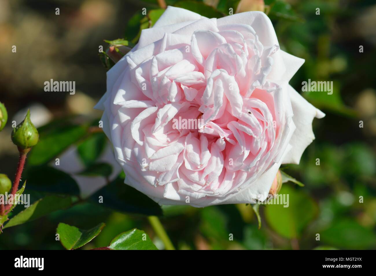 Rosa awakening hi-res stock photography and images - Alamy